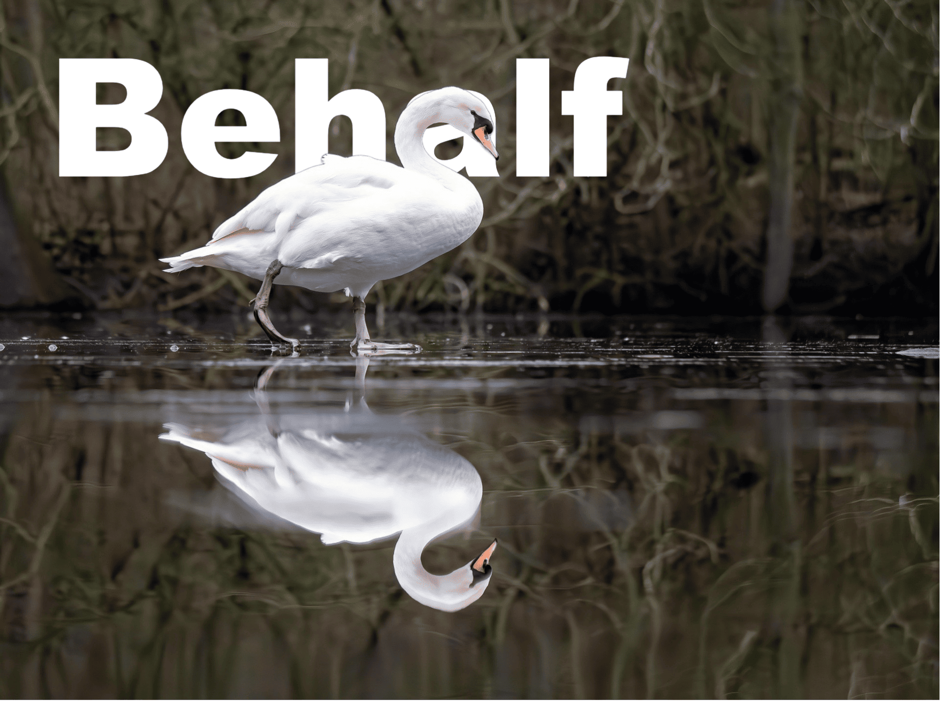 Add Text Behind Images & Remove BG | Online Free